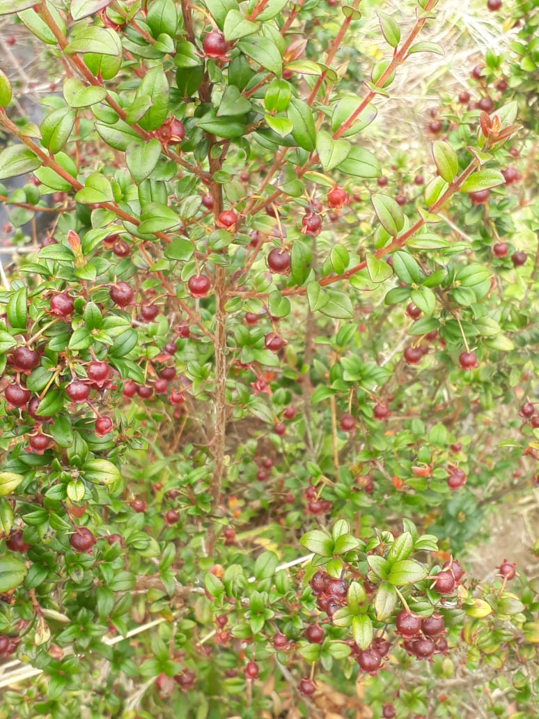 Arboles frutales menoresSabores y Aromas del Sur